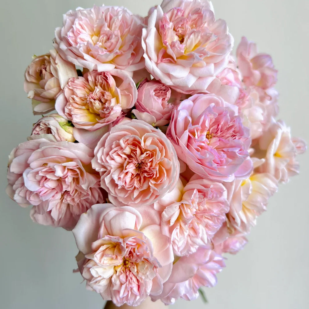 Jules Verne Japanese Florist Shrub Rose – Highgarden Roses