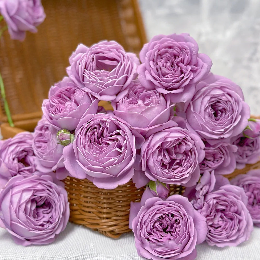 Kinda Blue German Florist Shrub Rose Bush For Sale – Highgarden Roses