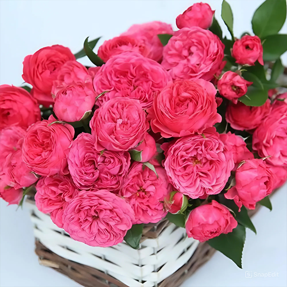 King George I French Florist Shrub Rose For Sale – Highgarden Roses