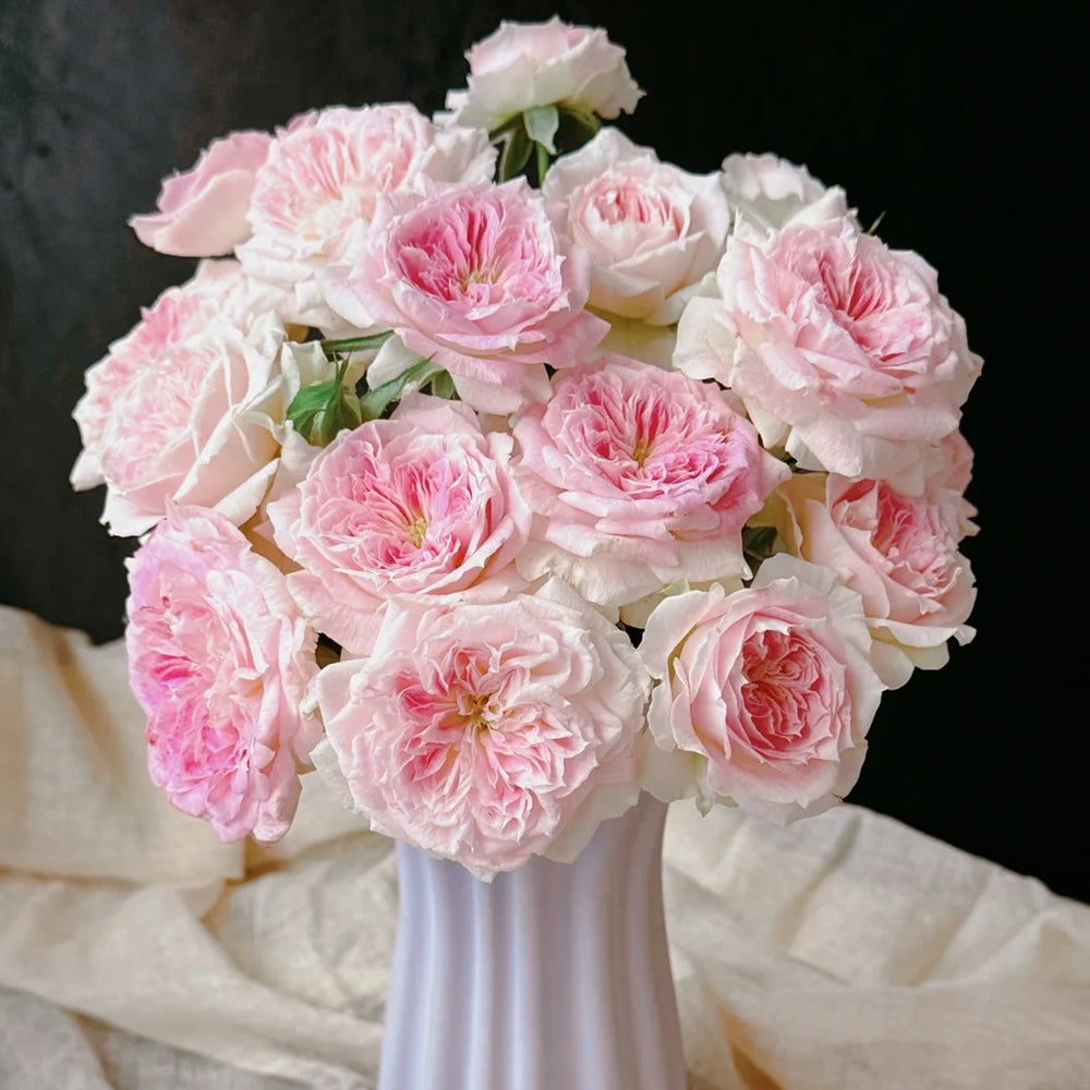 Kirkē Japanese Florist Shrub Rose – Highgarden Roses