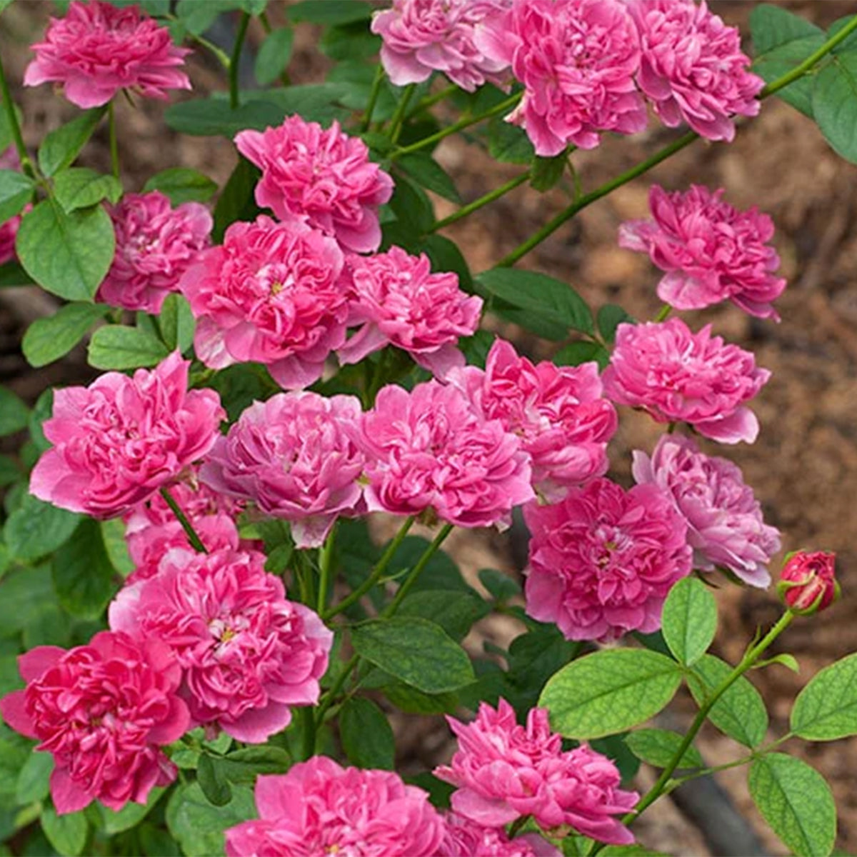 Koyomi Japanese Garden Shrub Rose – Highgarden Roses
