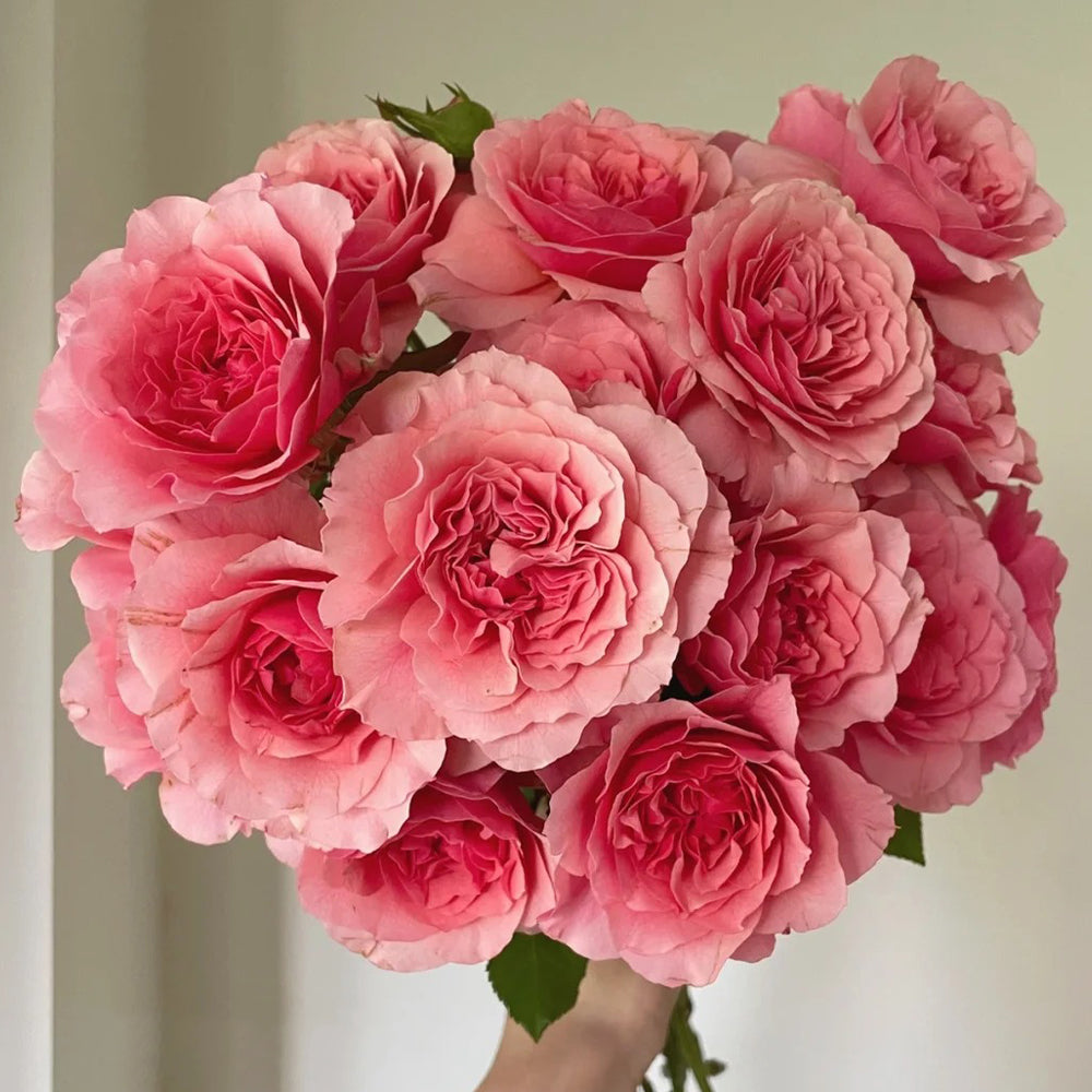 L'etoile Japanese Florist Shrub Rose Bush For Sale – Highgarden Roses