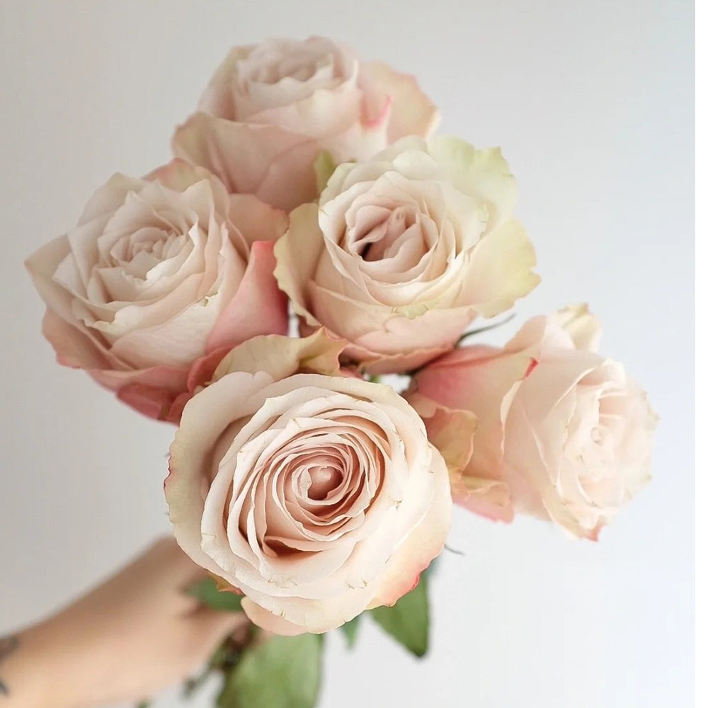 Lady Eva Netherlands Florist Shrub Rose Bush For Sale – Highgarden Roses