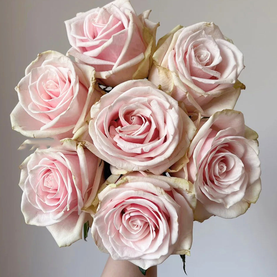 New Arrivals | Premium Rose Bushes | Own Root Garden & Florist Roses ...