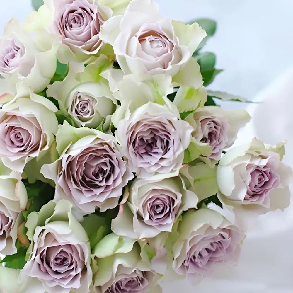 Lapis Veil Japanese Florist Shrub Rose – Highgarden Roses