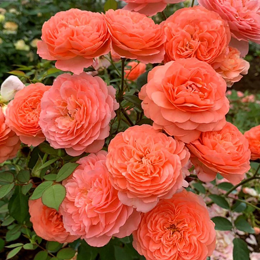 Louise Clements US Florist Shrub Rose Bush For Sale – Highgarden Roses