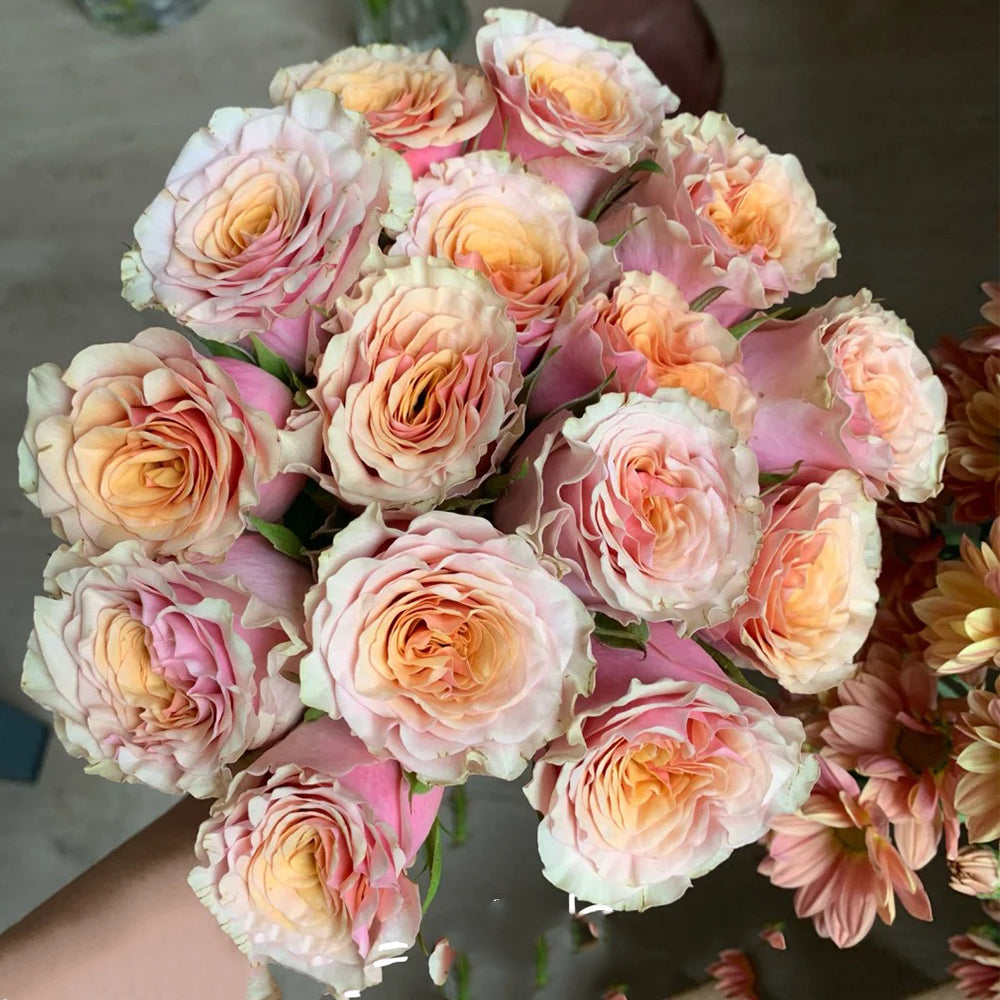 Mabella Netherlands Florist Hybrid Tea Rose – Highgarden Roses