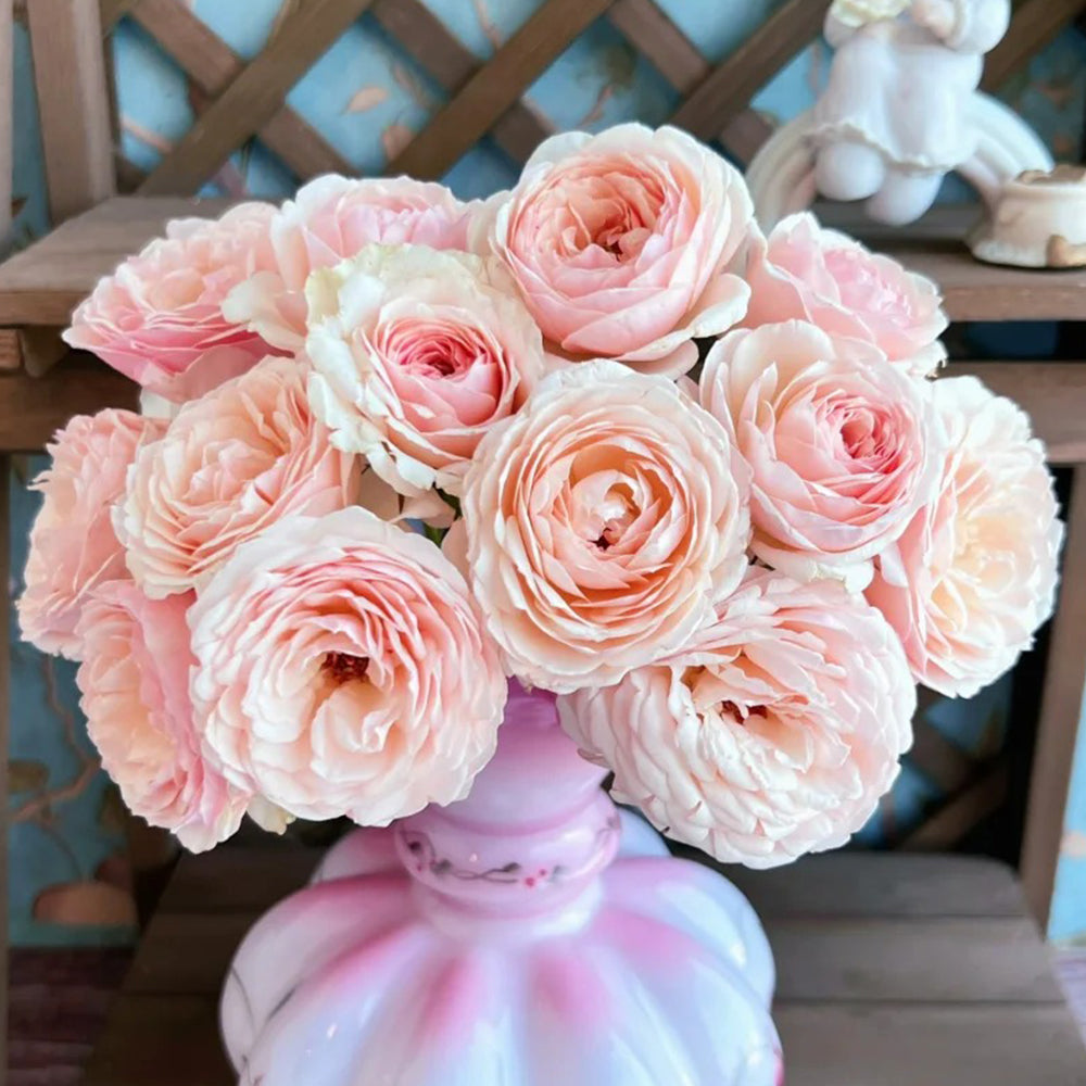 Maiden's Heart Chinese Florist Shrub Rose For Sale – Highgarden Roses