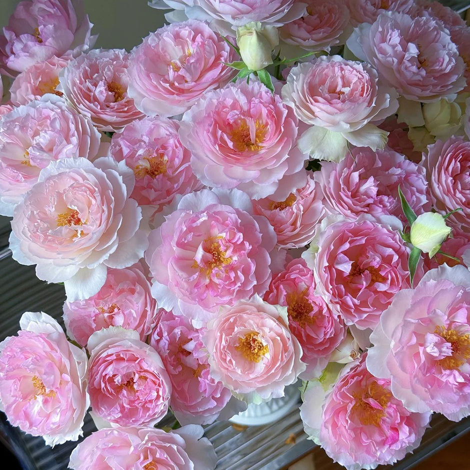 New Arrivals Rose Bushes | Rare Own Root Garden Roses – Highgarden Roses