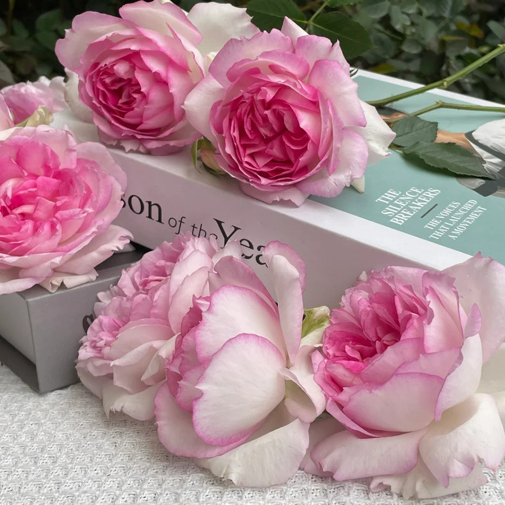 Martha Japanese Climbing Shrub Rose – Highgarden Roses
