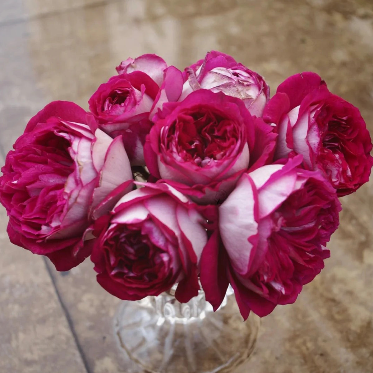 Maxim German Florist Hybrid Tea Rose Bush For Sale – Highgarden Roses