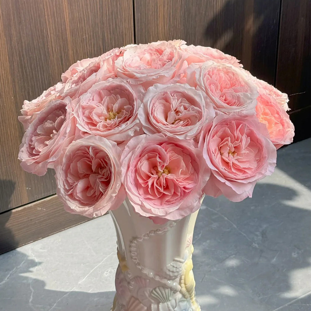 Mayra's Bridal Pink Spanish Florist Shrub Rose – Highgarden Roses
