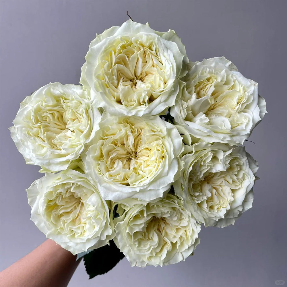 Mayra's White Spanish Florist Shrub Rose – Highgarden Roses
