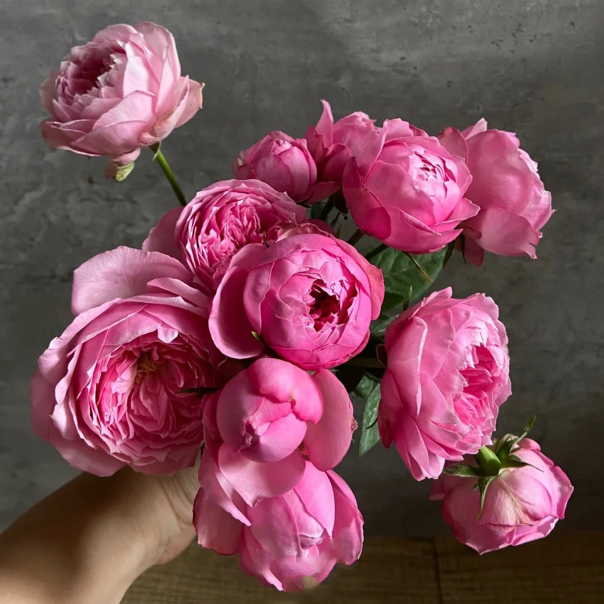 Miyako Japanese Garden Shrub Rose – Highgarden Roses