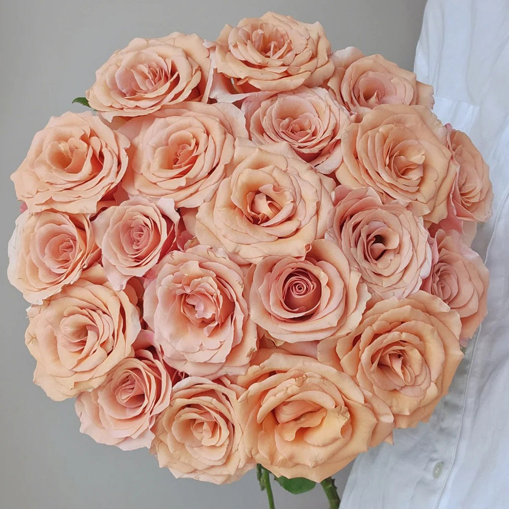 Moab Ecuador Florist Shrub Rose – Highgarden Roses