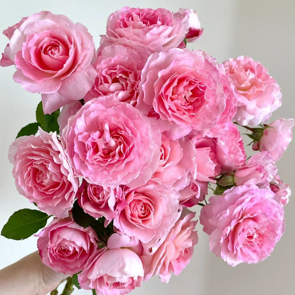 Neptune King Terrazza Dutch Florist Shrub Rose For Sale – Highgarden Roses