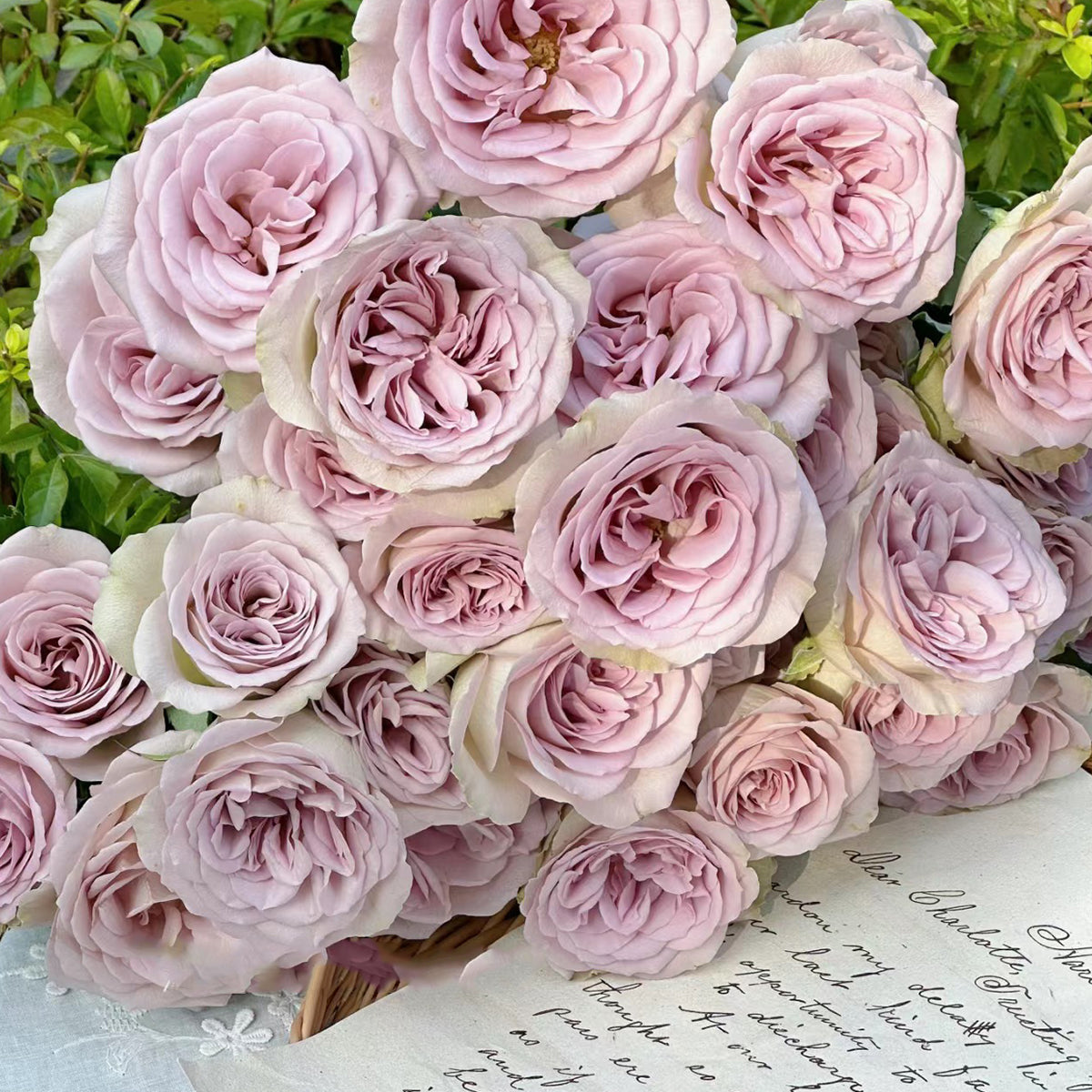 Notre Dame Dutch Florist Shrub Rose – Highgarden Roses