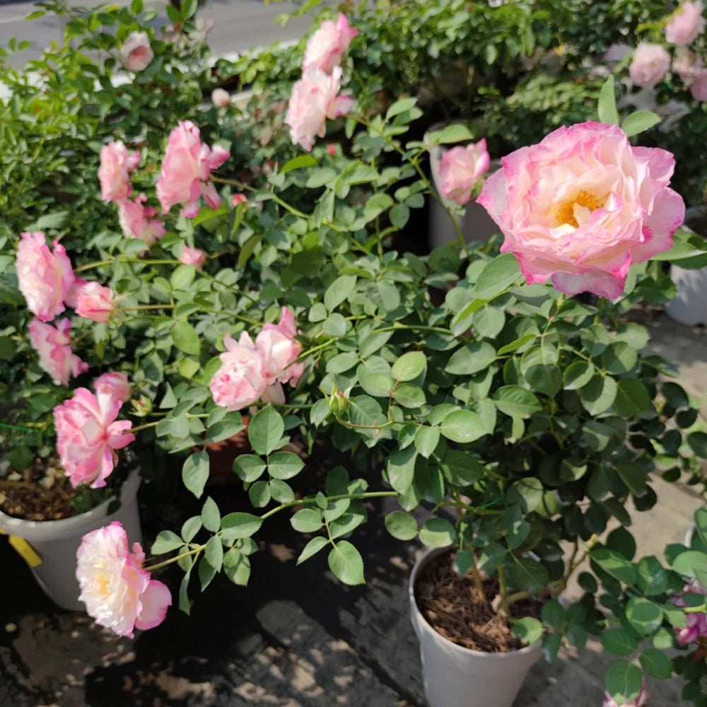 Ombre Blush Chinese Florist Shrub Rose Bush For Sale – Highgarden Roses