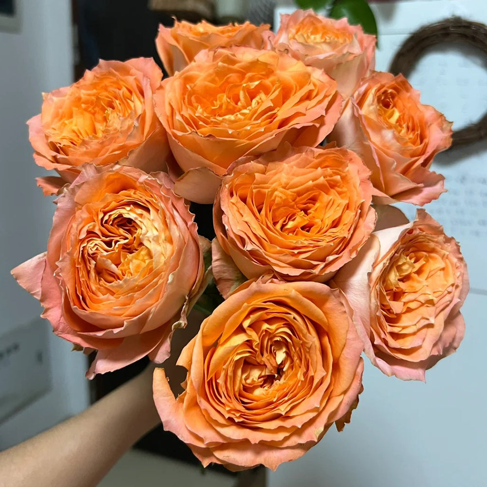 Orange Romantica French Florist Shrub Rose – Highgarden Roses