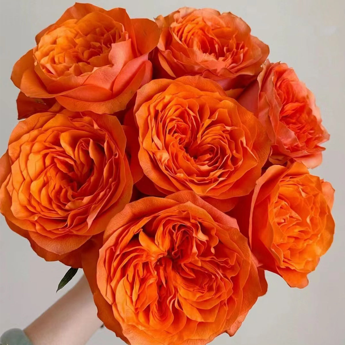 Orbit German Florist Shrub Rose – Highgarden Roses