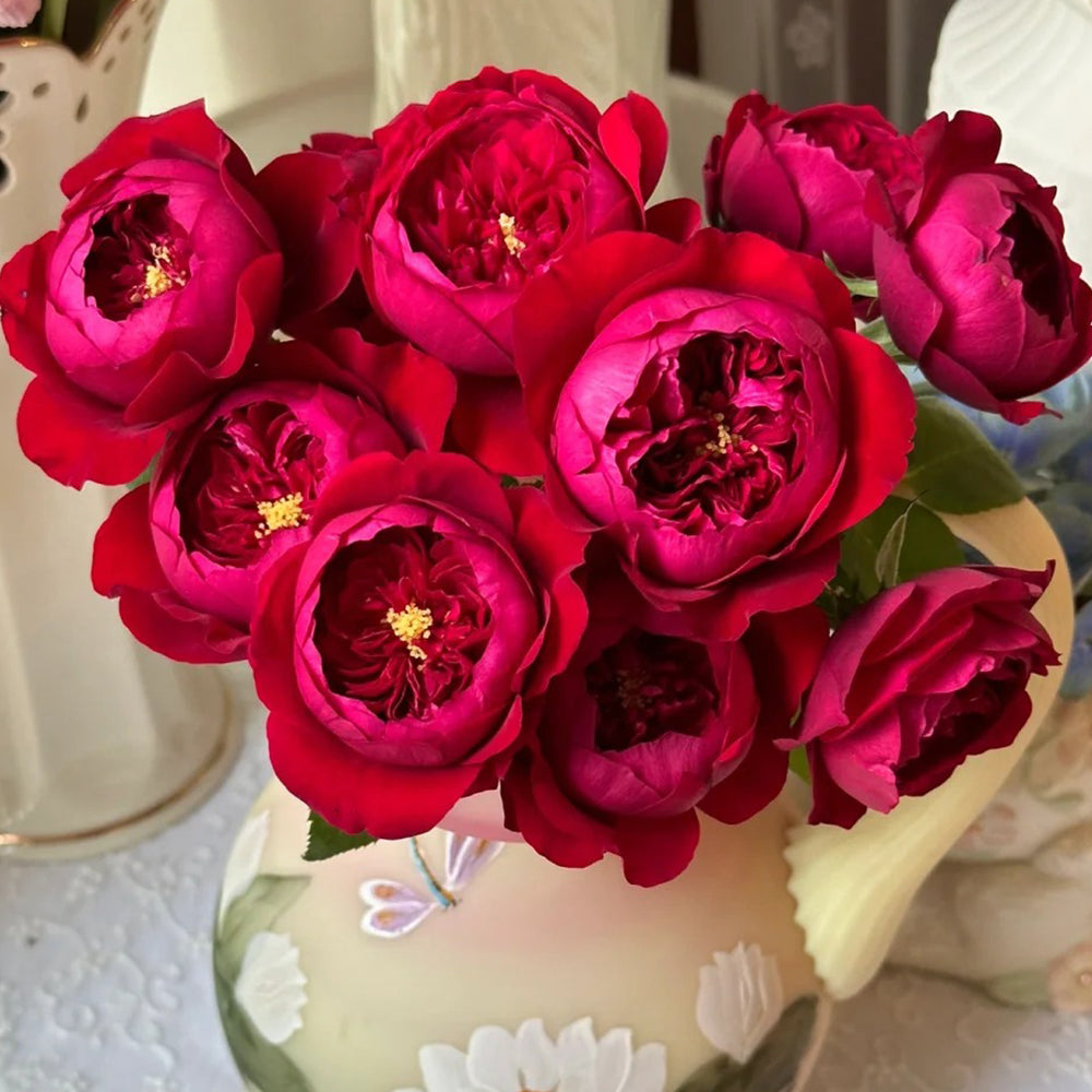 Peony Red Florist Shrub Rose – Highgarden Roses
