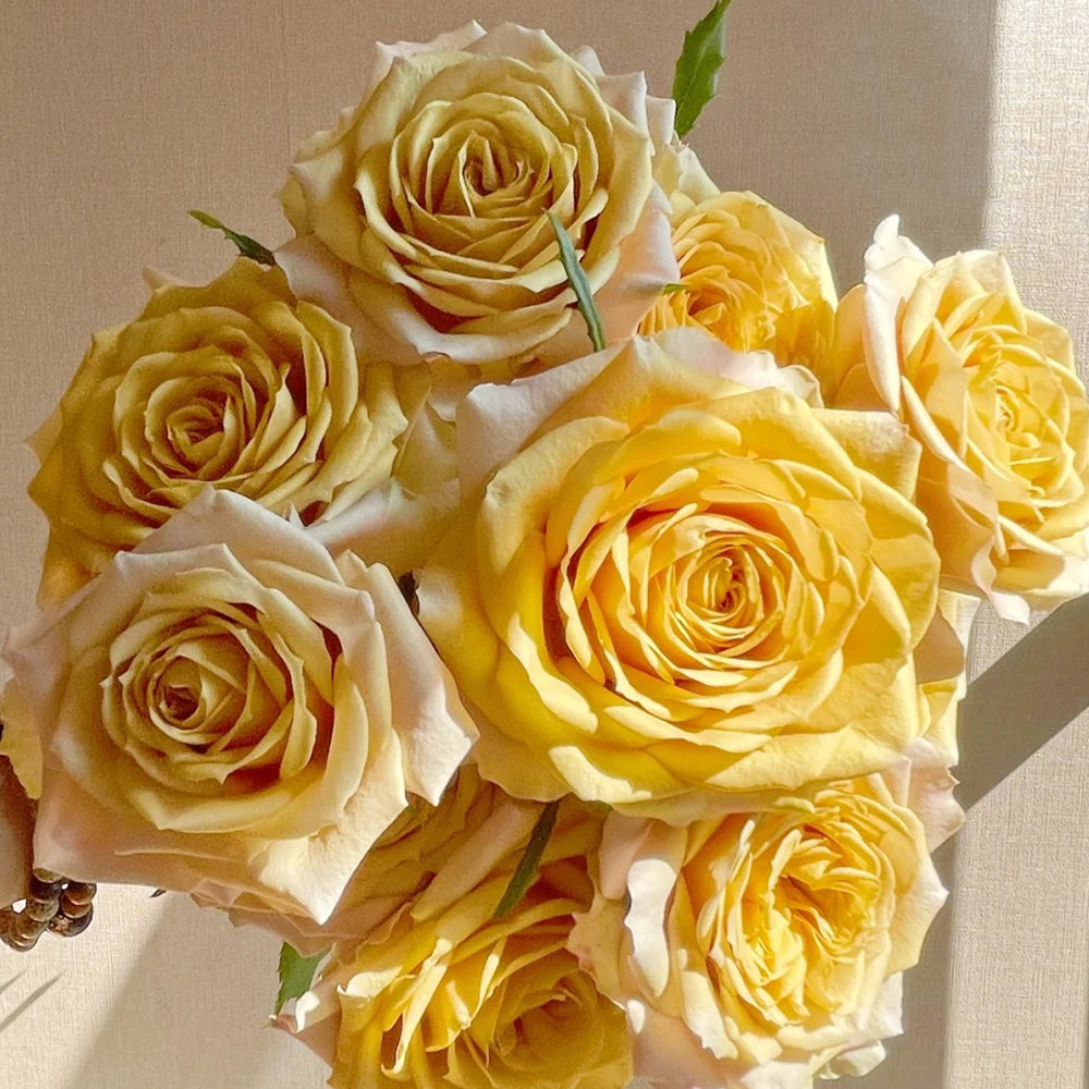 Pine Dream Japanese Florist Shrub Rose – Highgarden Roses