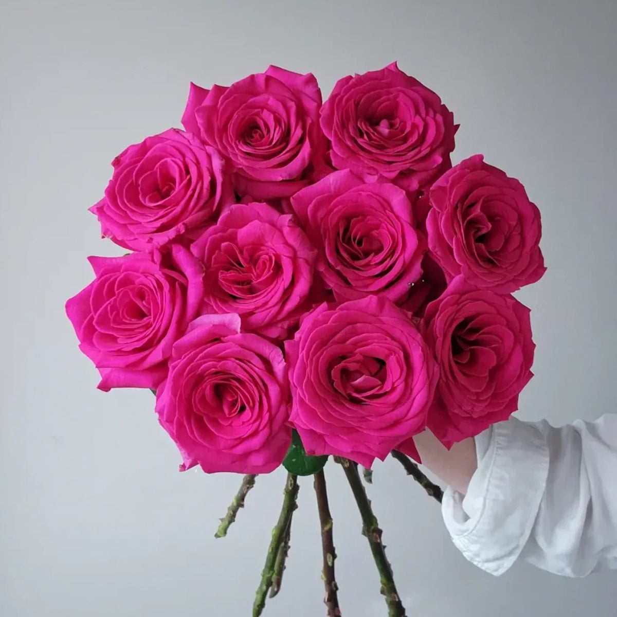 Dutch Florist Shrub Rose Inspired by Pink Floyd – Highgarden Roses