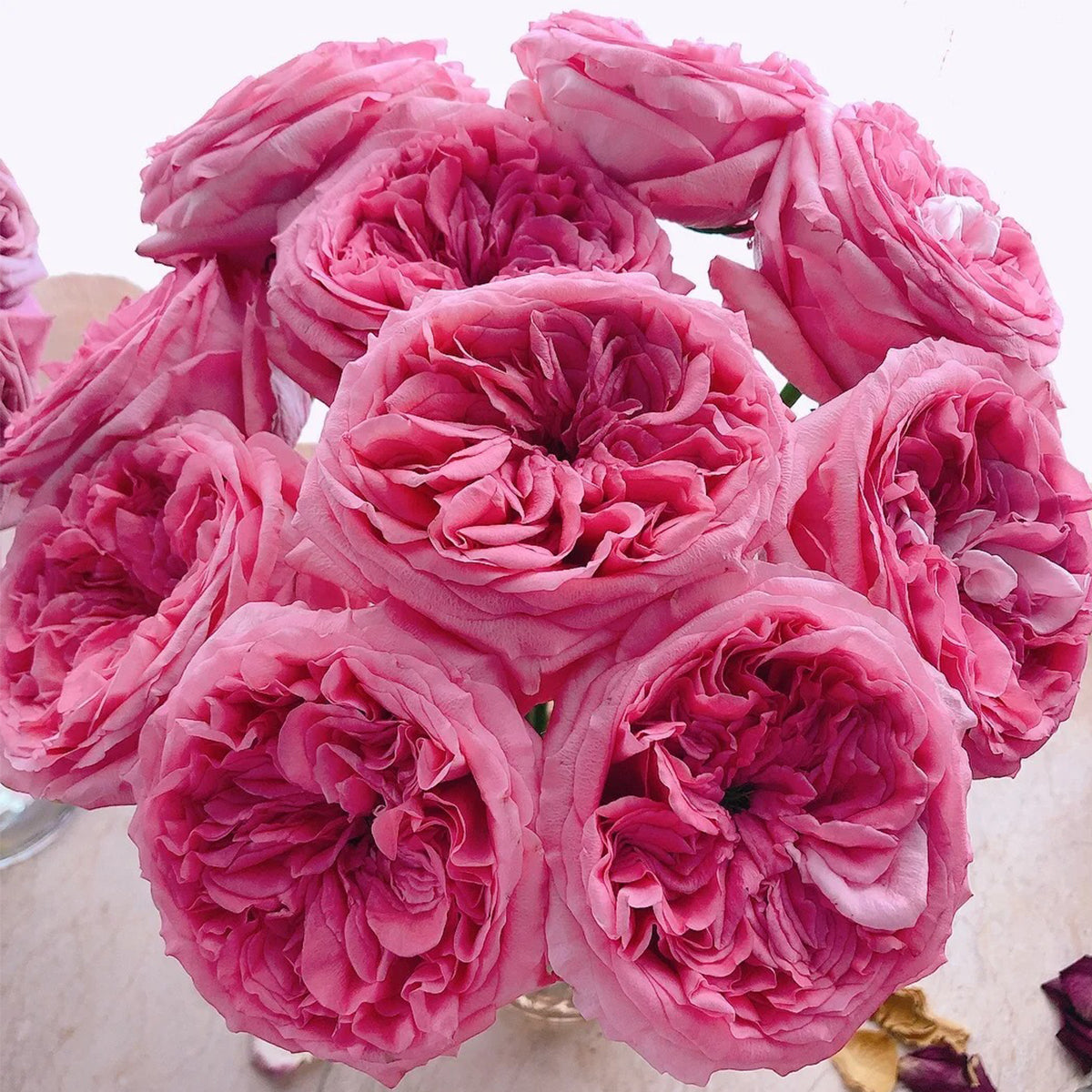 Pink X-pression Dutch Florist Shrub Rose – Highgarden Roses