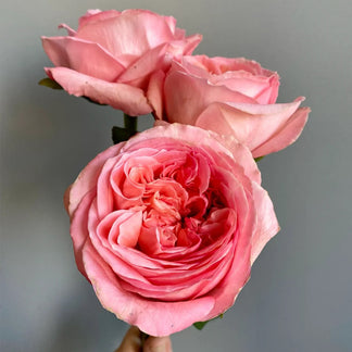 Pink X-pression Dutch Florist Shrub Rose – Highgarden Roses