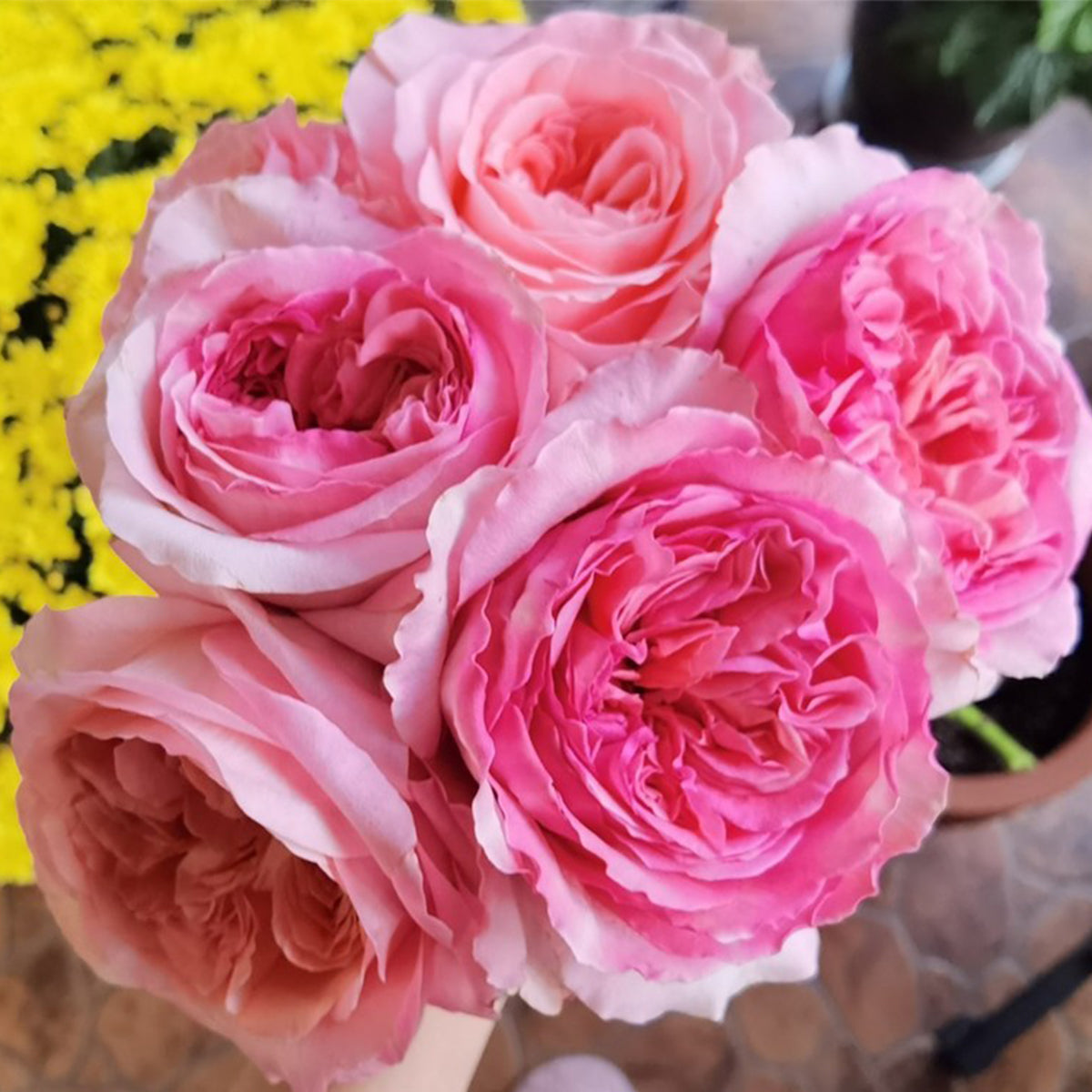Pink X-pression Dutch Florist Shrub Rose – Highgarden Roses