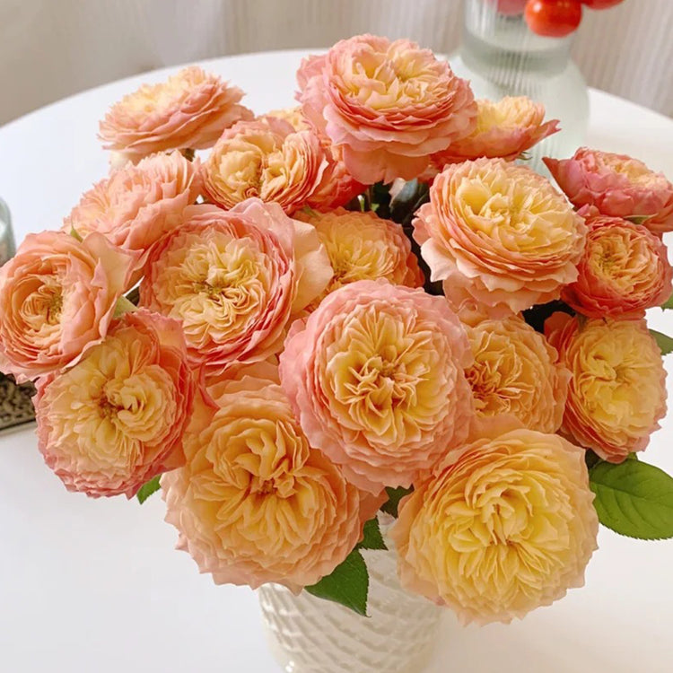 New Arrivals Rose Plants Collection | Fresh & Vibrant Roses for ...