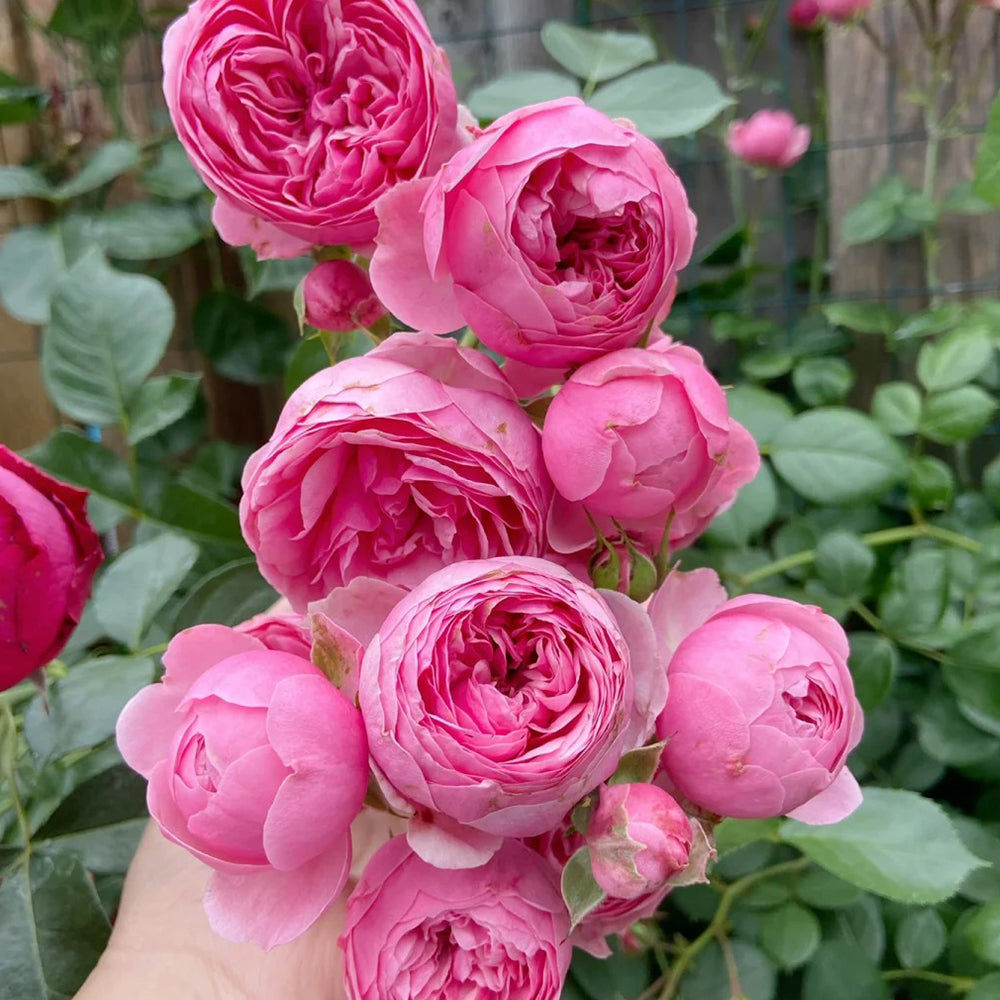 Pomponella German Garden Shrub Rose – Highgarden Roses