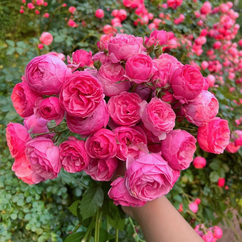 Pomponella German Garden Shrub Rose – Highgarden Roses