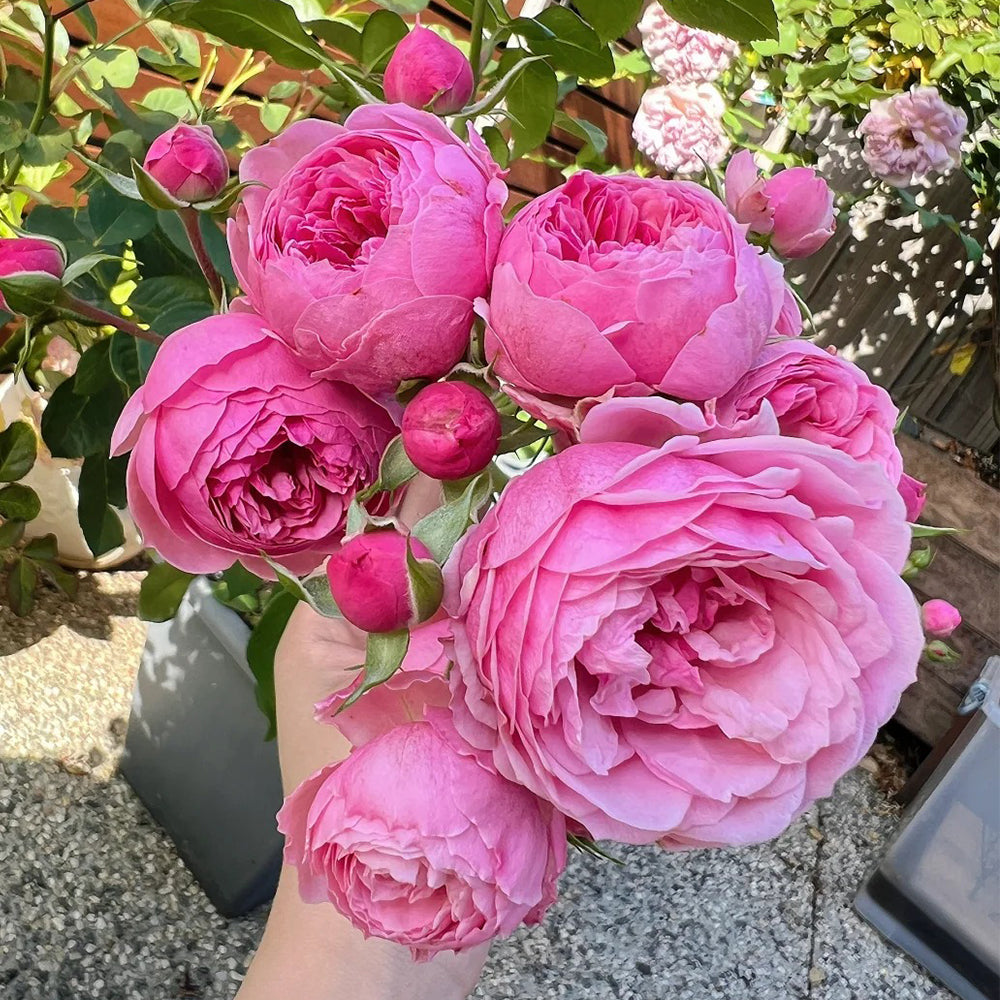 Pomponella German Garden Shrub Rose – Highgarden Roses