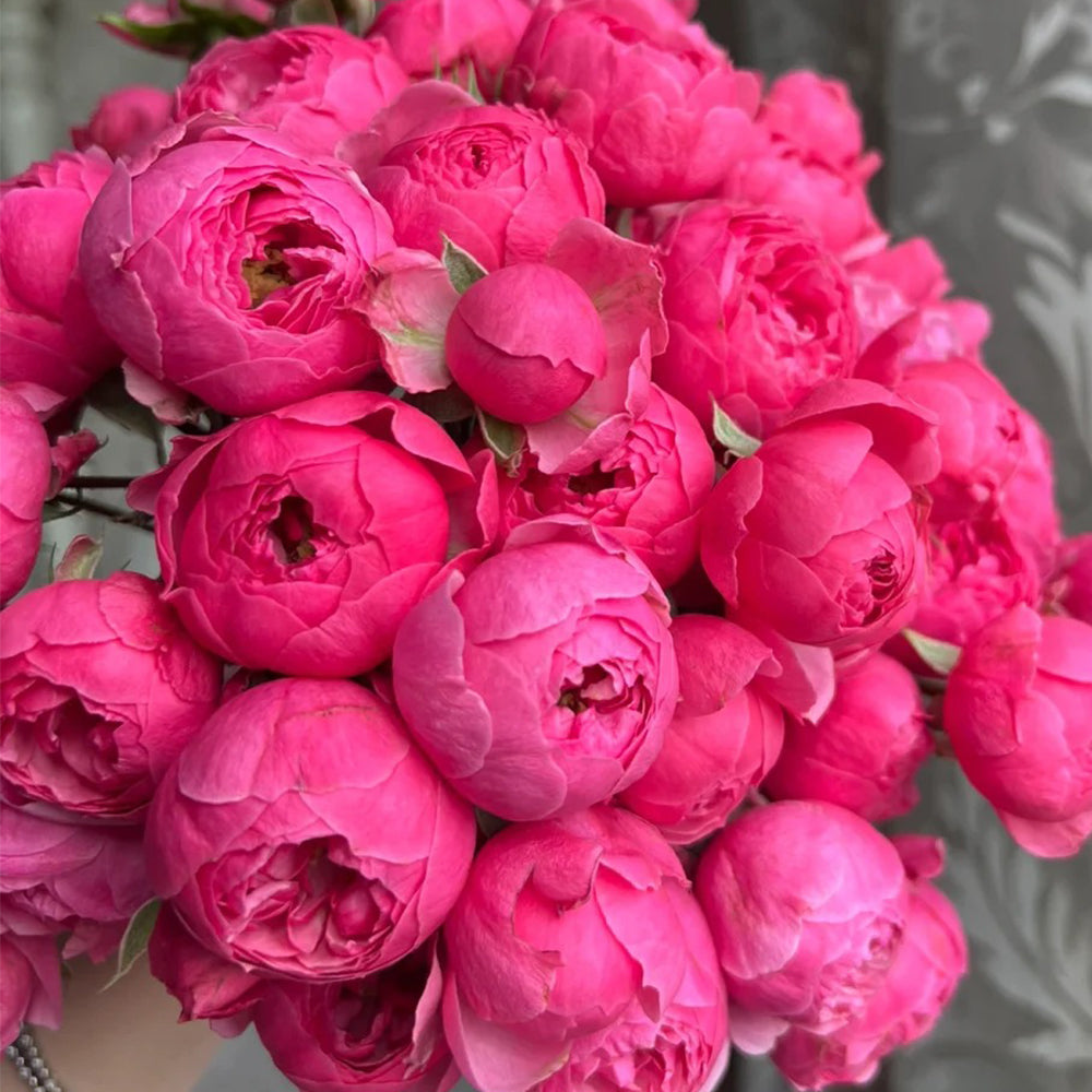 Pomponella German Garden Shrub Rose – Highgarden Roses