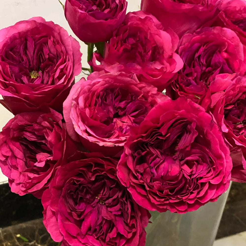 Princess Kishi Japanese Florist Shrub Rose – Highgarden Roses