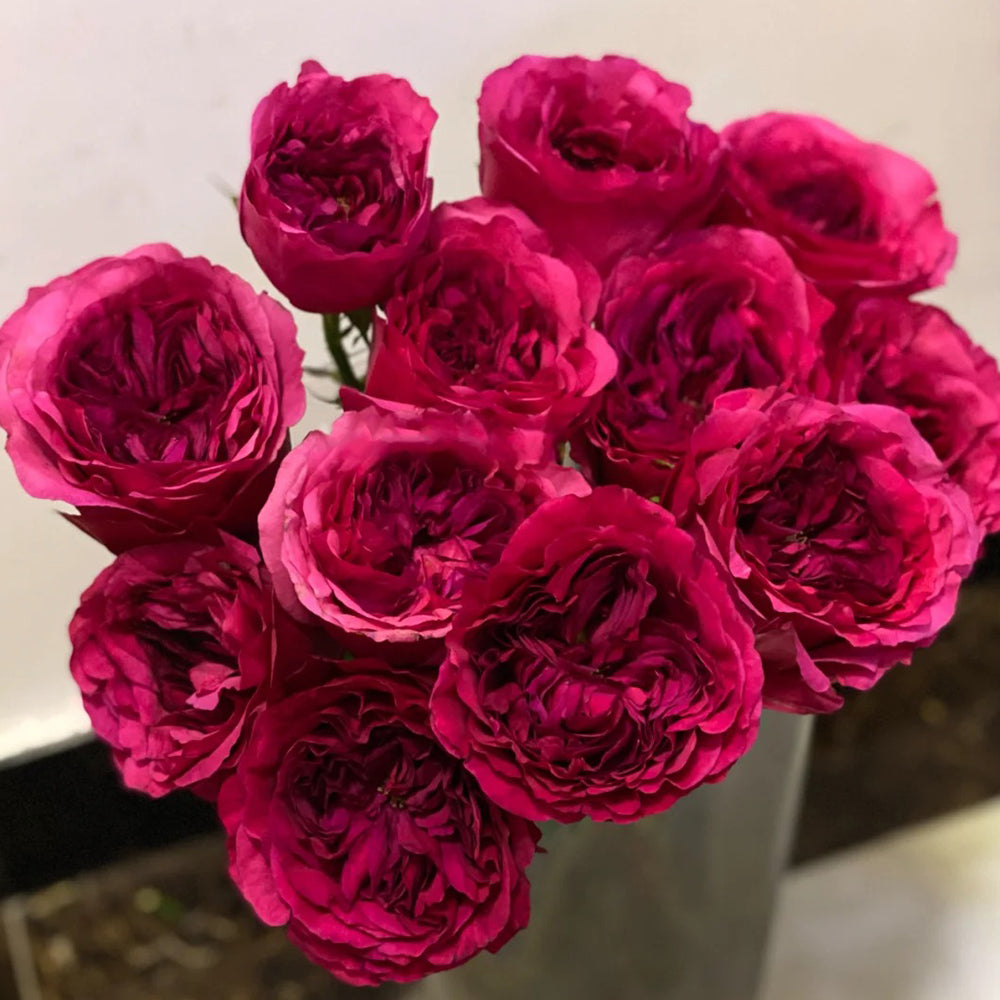Princess Kishi Japanese Florist Shrub Rose – Highgarden Roses