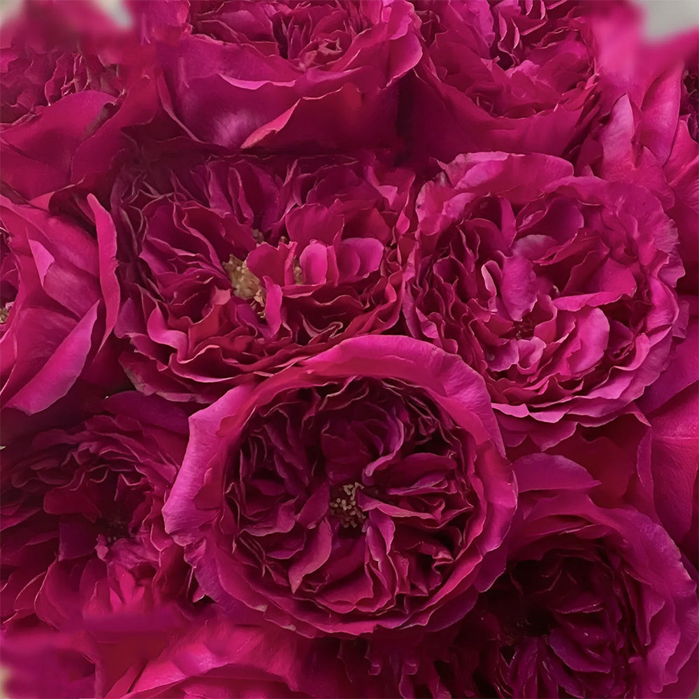 Princess Kishi Japanese Florist Shrub Rose – Highgarden Roses