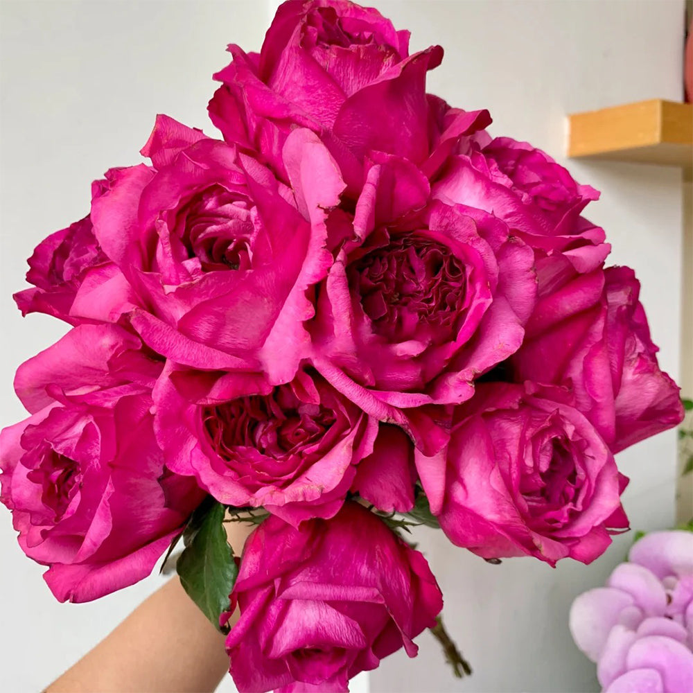 Princess Kishi Japanese Florist Shrub Rose – Highgarden Roses