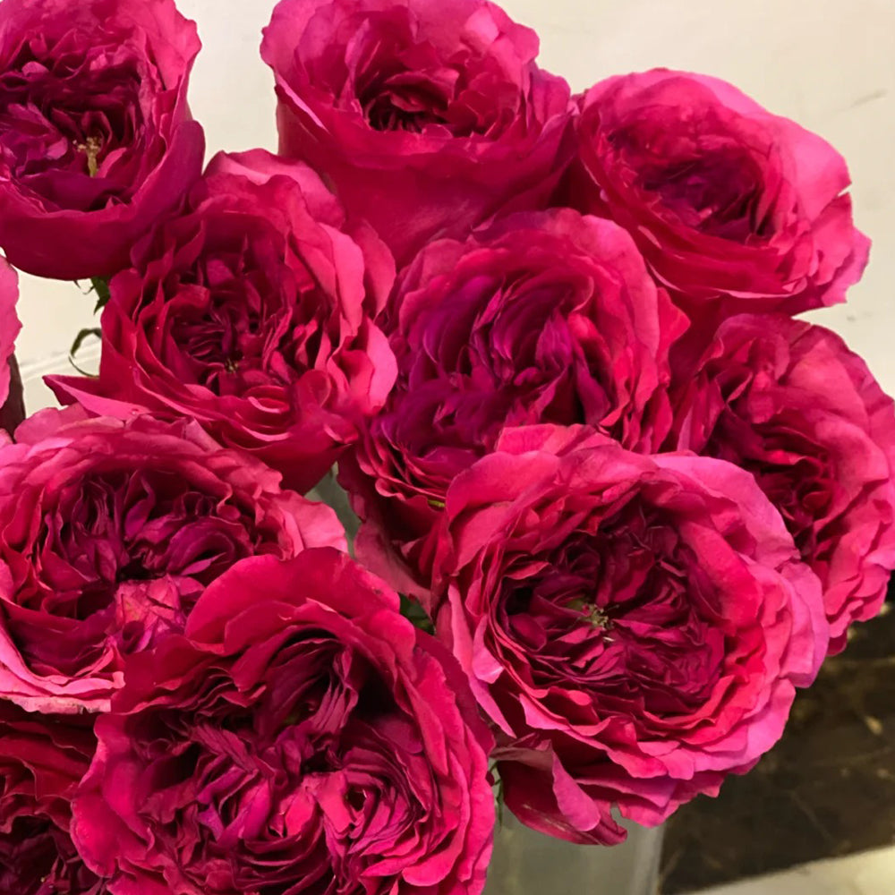 Princess Kishi Japanese Florist Shrub Rose – Highgarden Roses