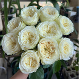 Priscilla German Florist Shrub Rose – Highgarden Roses