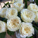 Priscilla German Florist Shrub Rose – Highgarden Roses