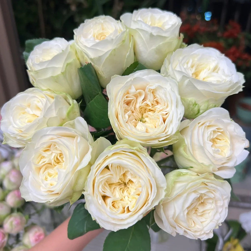 Priscilla German Florist Shrub Rose – Highgarden Roses