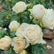 Priscilla German Florist Shrub Rose – Highgarden Roses