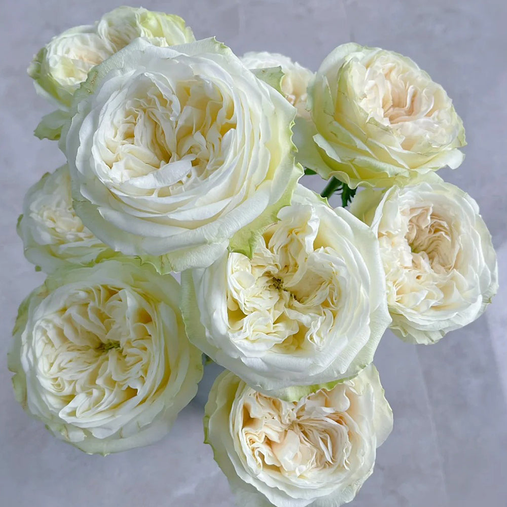 Priscilla German Florist Shrub Rose – Highgarden Roses