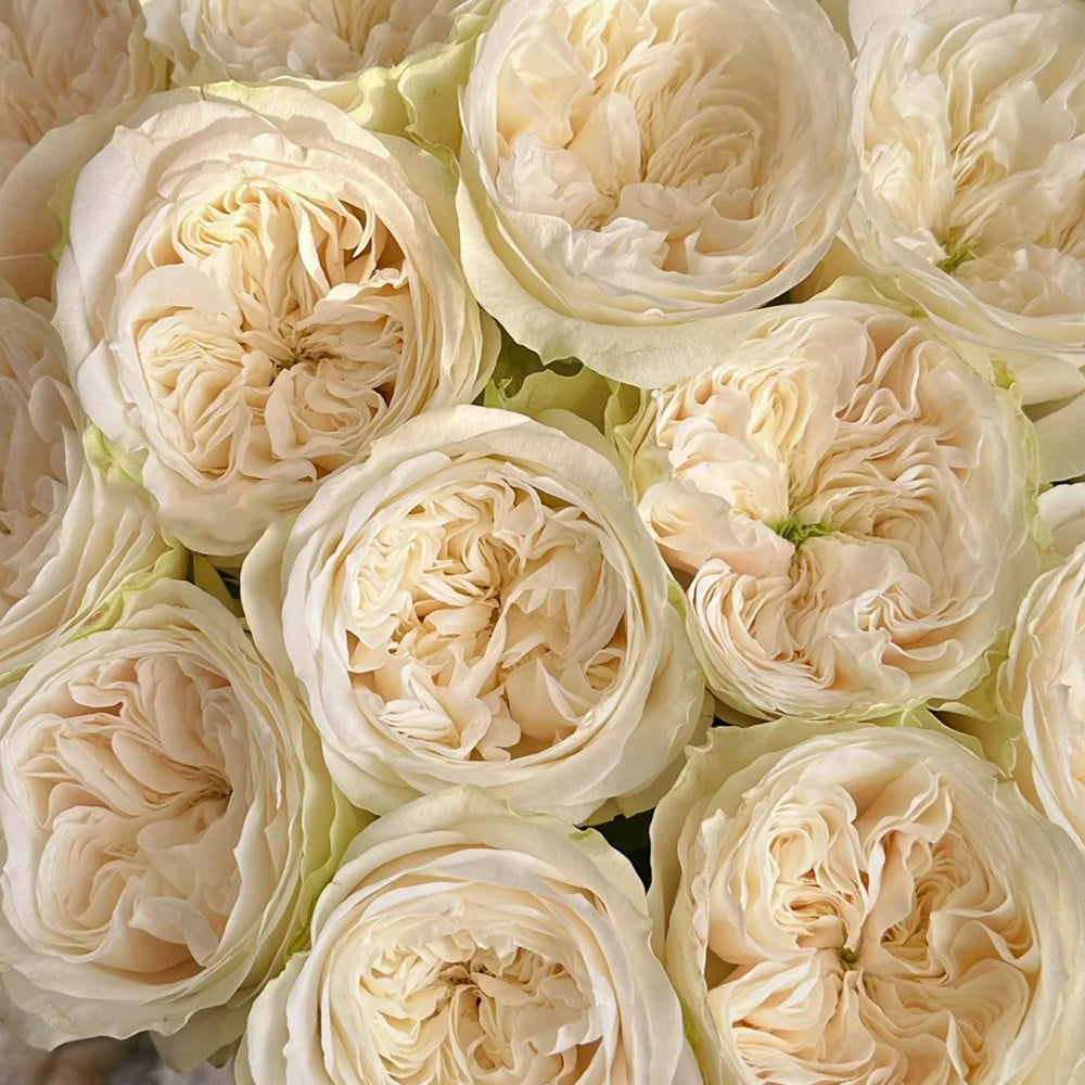 Priscilla German Florist Shrub Rose – Highgarden Roses