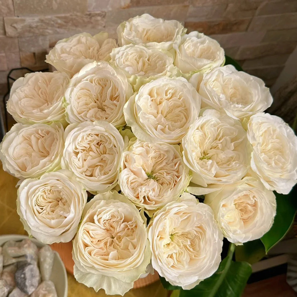 Priscilla German Florist Shrub Rose – Highgarden Roses