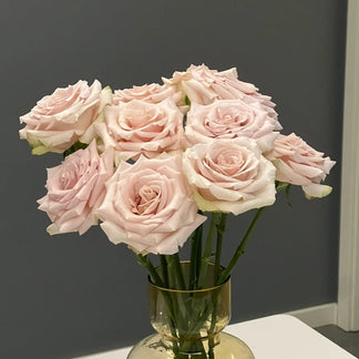 Dutch Florist Shrub Rose Inspired by Quicksand – Highgarden Roses