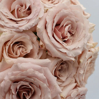 Dutch Florist Shrub Rose Inspired by Quicksand – Highgarden Roses