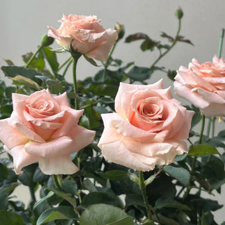 Dutch Florist Shrub Rose Inspired by Quicksand – Highgarden Roses